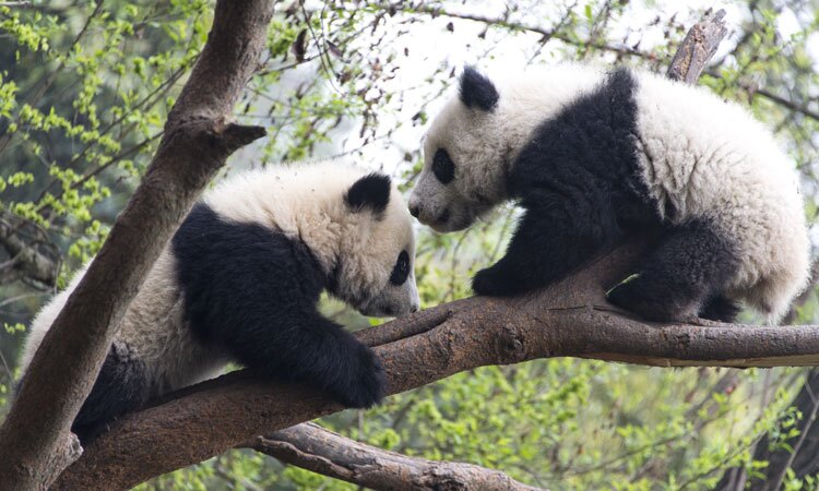 12 Days Yangtze River Cruise and Panda Tours